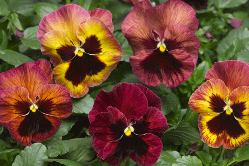 Pansy Delta 'Persian Surprise Improved' | HortWeek