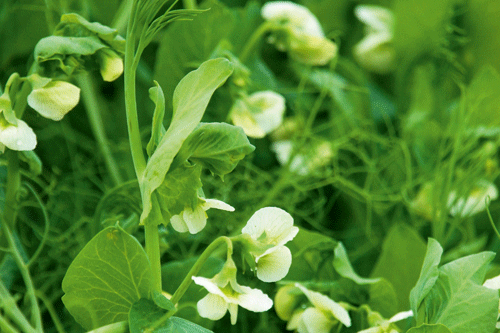 Vining Pea Trials - Perfecting peas | HortWeek