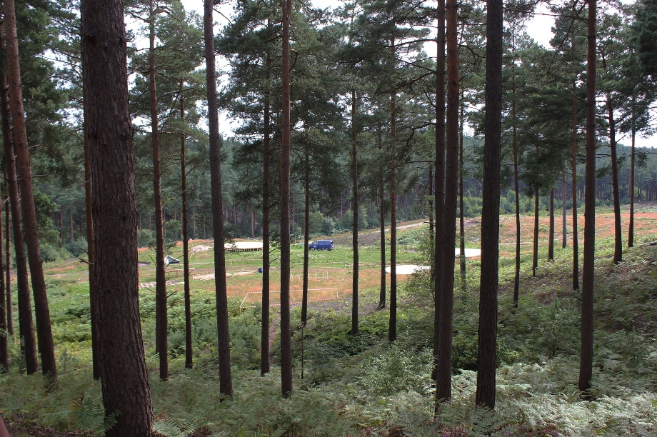 Twelve famous movie and TV productions filmed in English forests | HortWeek