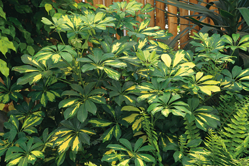 Schefflera | HortWeek