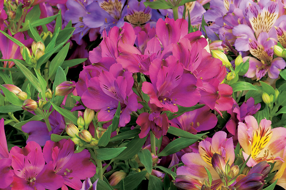 Alstroemeria | HortWeek