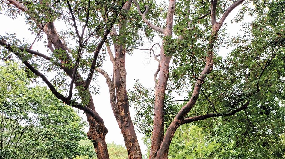 More sensational highlights from the Arnold Arboretum: Part Two | HortWeek