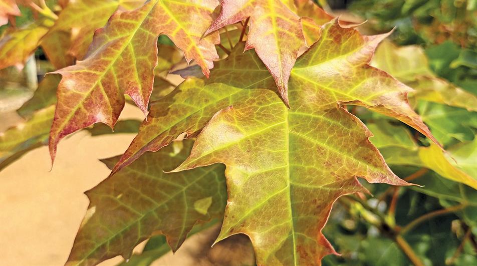 Superior trees for magnificent colourful displays in autumn | HortWeek