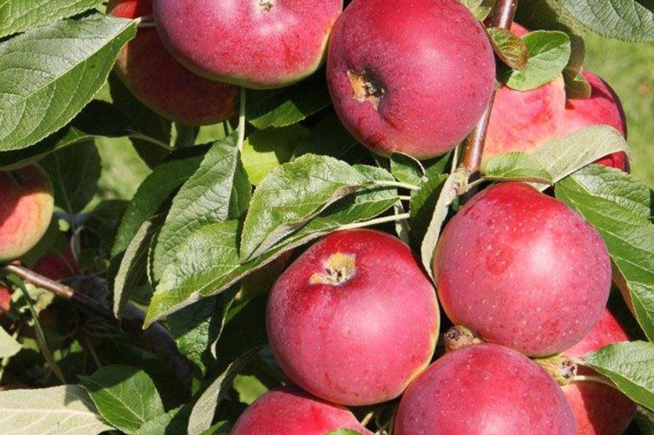 Apple Eden | HortWeek