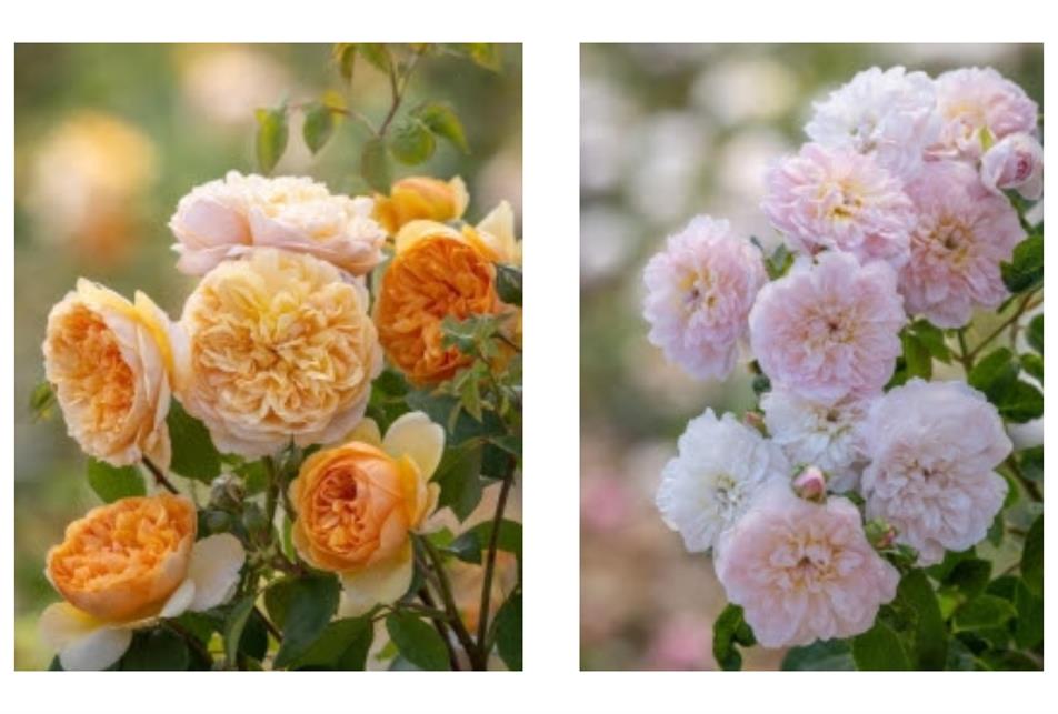 David Austin celebrates 60th with two new roses | HortWeek