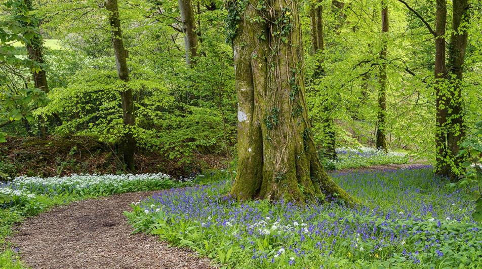 Six gardens in Wales open their gates for visitors to enjoy bluebells ...