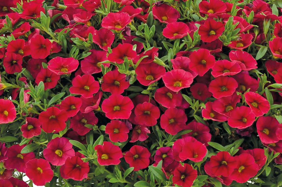 Calibrachoa Lia Dark Red | HortWeek