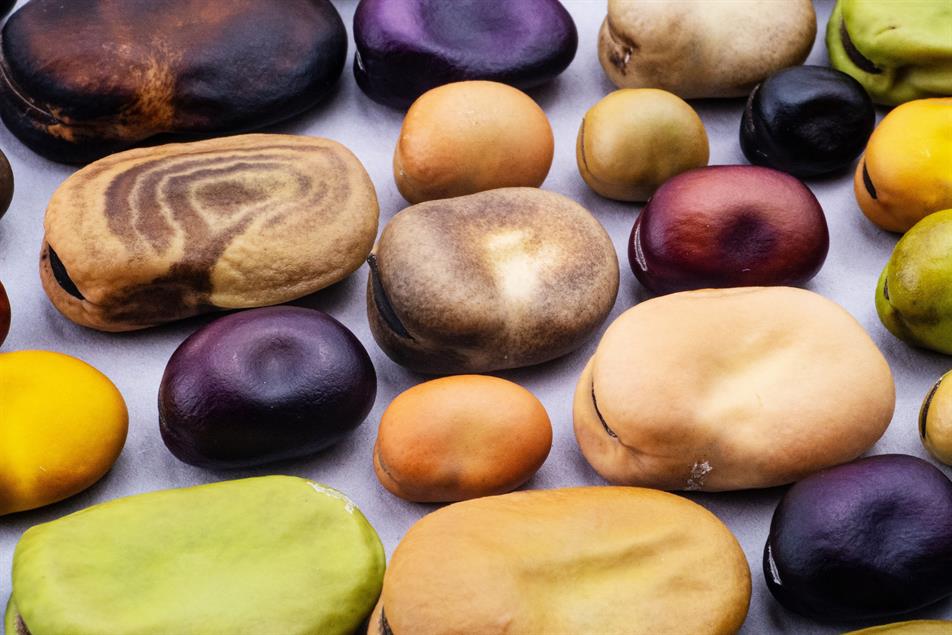 Bean genome sequenced for improved nutrition | HortWeek