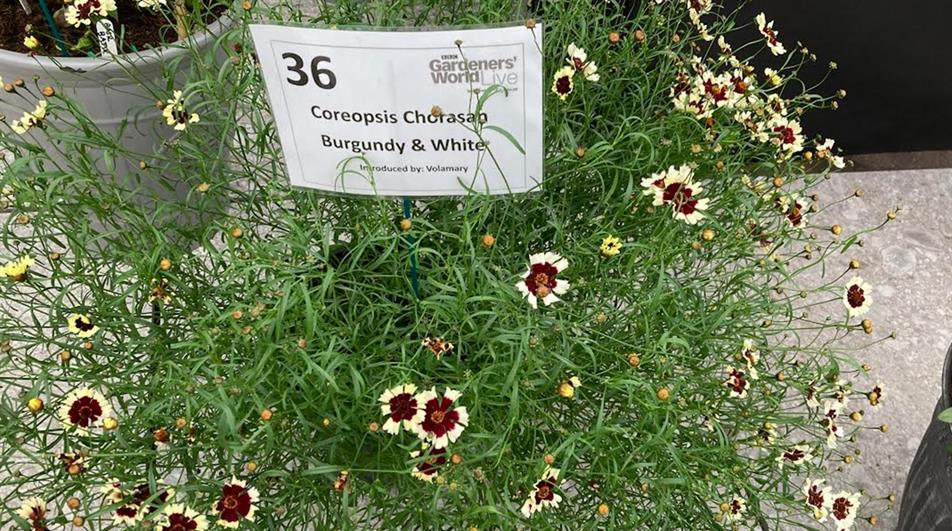 Volmary wins BBC Gardeners World Live plant award | HortWeek