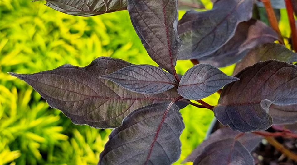 Newey enters six new plants as part of 'exciting year' | HortWeek