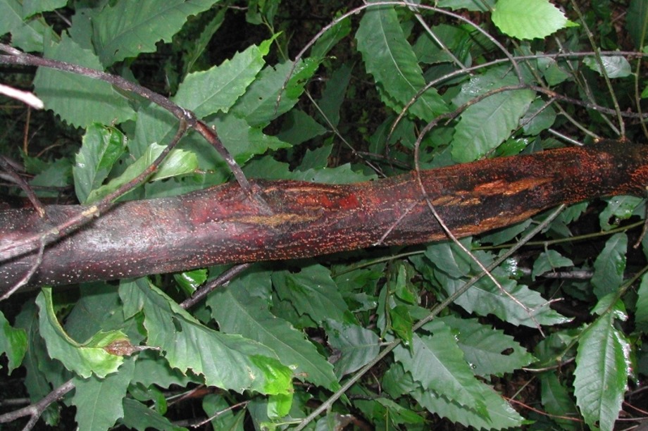 Sweet chestnut blight confirmed in London area | HortWeek
