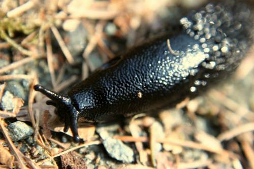 Fuchsia gall mite and leek moths enter RHS top 10 pests list | HortWeek