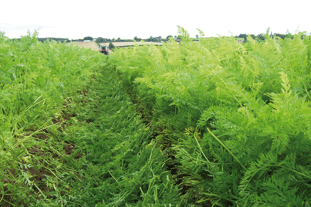 New technique to tackle canopy collapse in carrot crops | HortWeek