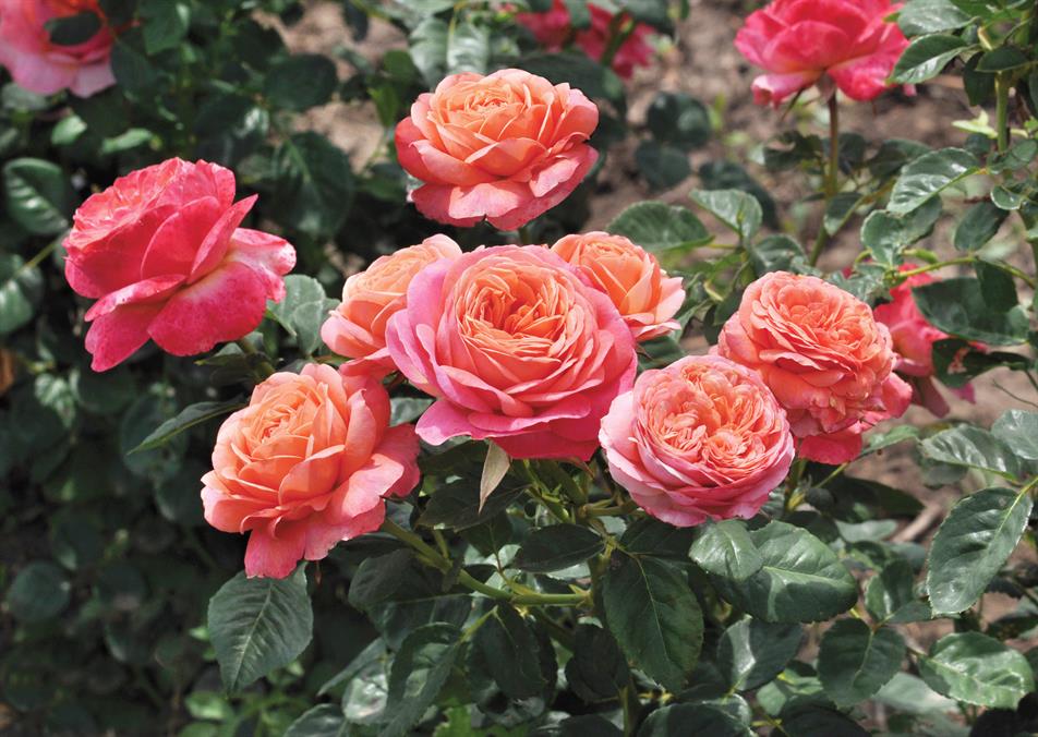 Dobbies Garden Centres own-brand 100-rose collection launches for ...