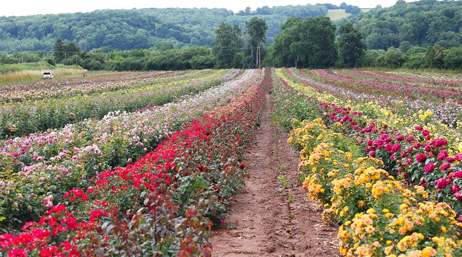 Dobbies plant buyer shows how to get the Met Gala floral look | HortWeek