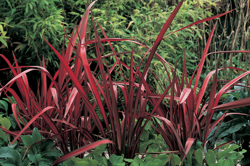 Phormium | HortWeek
