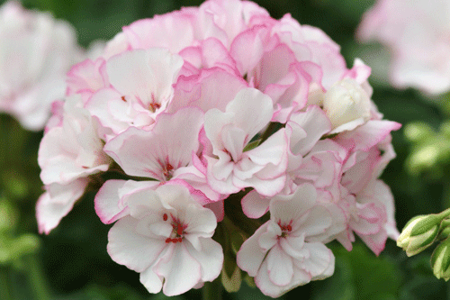 Geranium 'Picotee Pink' | HortWeek