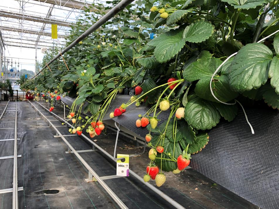Agri-tech aims to improve the resilience of strawberry production ...