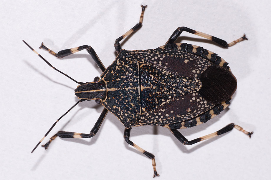 Yellow spotted stink bug hitchhiker placed on UK Plant Health Risk ...