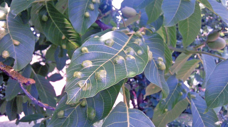 Tarsonemid and eriophyid mites: a strong hand lens may help growers ...