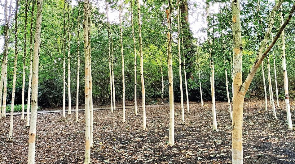 Can tree planting keep pace with rise in timber demand? | HortWeek