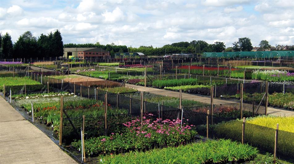 Top 100 Ornamentals Nurseries 2023: 71-100 | HortWeek