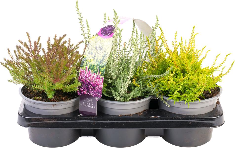 Craigmarloch Nurseries heathers focus at Glee | HortWeek