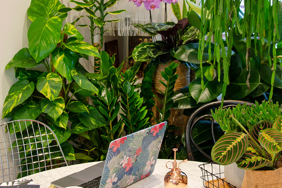 Plants@work week calls for more plants in home offices | HortWeek