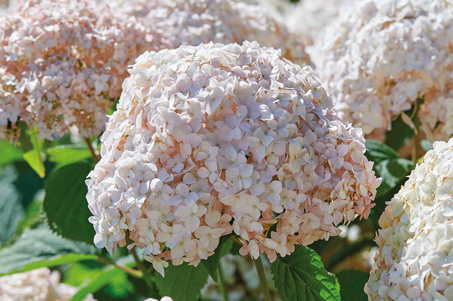 Hydrangea arborescens Candybelle Marshmallow | HortWeek