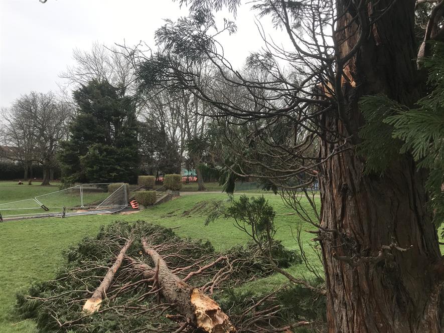 10 tips to managing trees blown over in storms | HortWeek