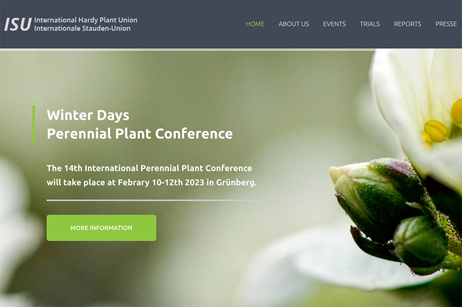 Dutch awards for five plants | HortWeek