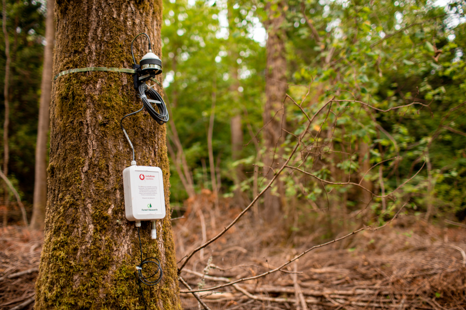 Defra and Forest Research use IoT sensors to monitor tree growth | HortWeek