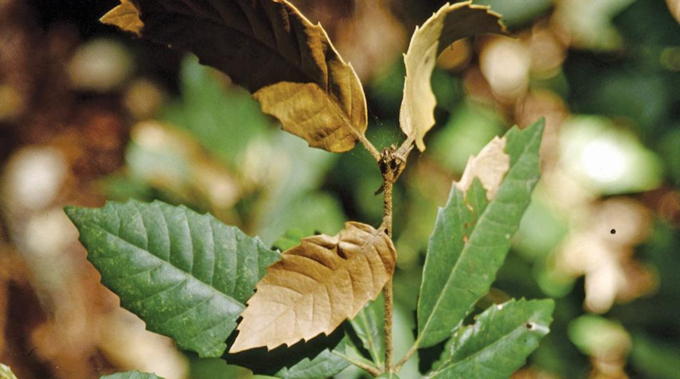 Phytophthora root rots: infections may cause wilting, stunting, root ...