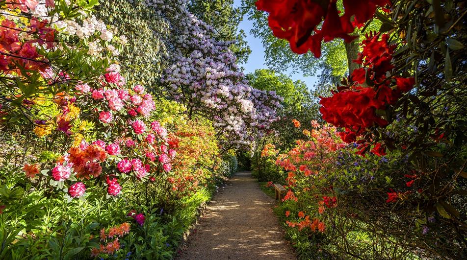 Leonardslee's rhododendrons win top prizes at RHS competition | HortWeek