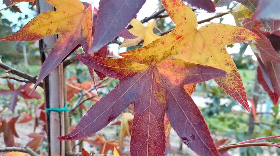 Climate resilient trees: which are they and why are they important ...