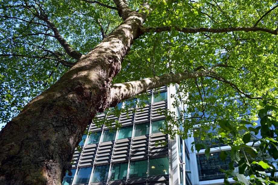 How can the benefits from urban trees be maximised? | HortWeek