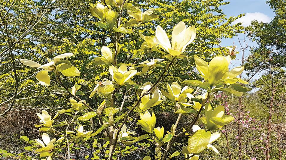 Tree a Week: Magnolia ‘Lemon Star’ | HortWeek