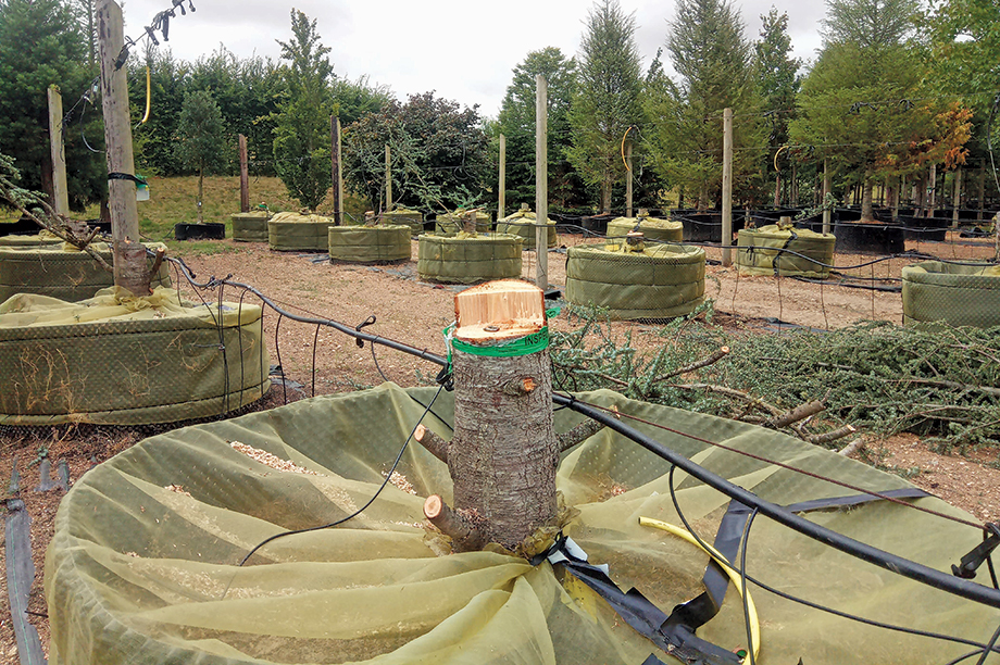Grower fails in bid to overturn Defra’s tree destruction notice | HortWeek