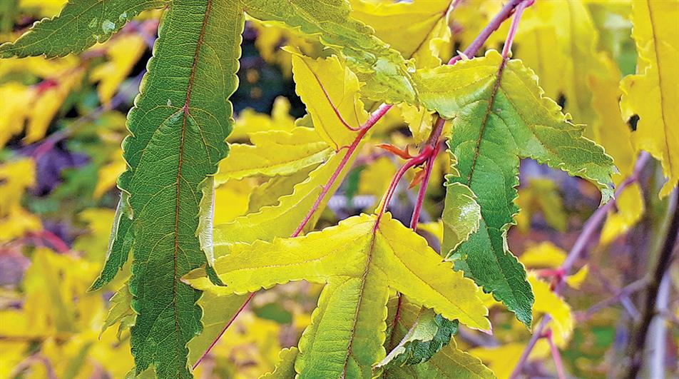 Tree a Week: Malus transitoria | HortWeek