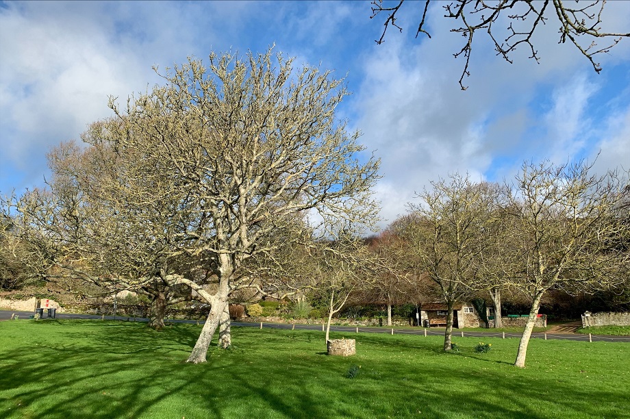 National Trust announces plans for The Queen’s Platinum Jubilee tree ...