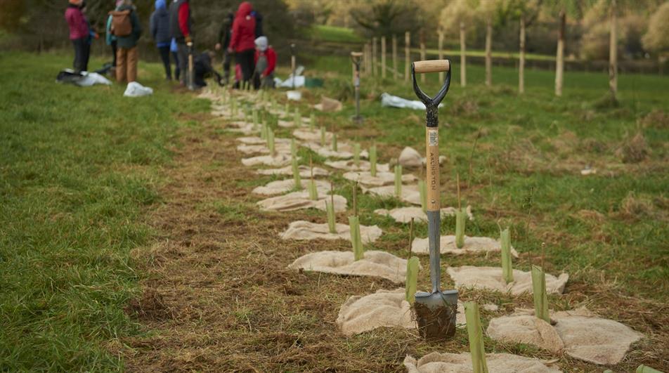 National Trust joins push for temperate rainforest revival in North ...