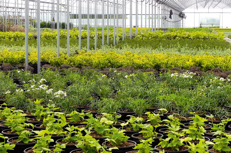 Horticulture production survey reveals dip in ornamental plants ...