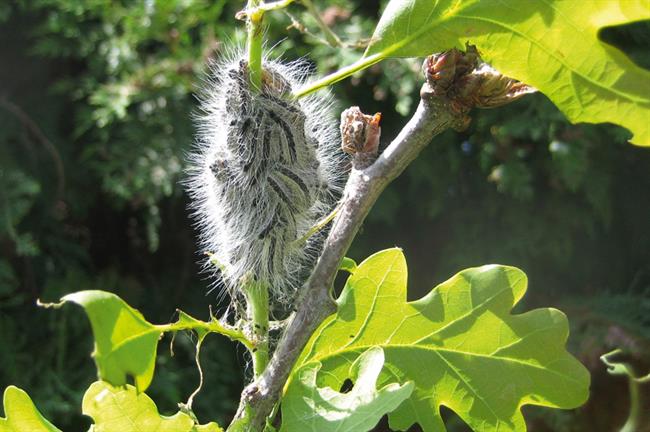 Public, contractors and tree managers urged to help control OPM spread ...