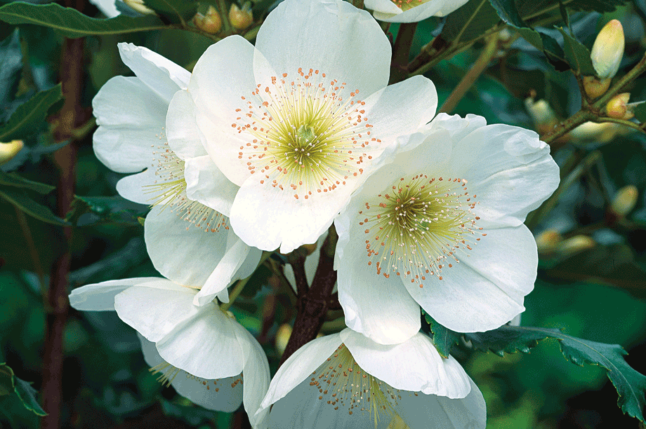 Eucryphia | HortWeek