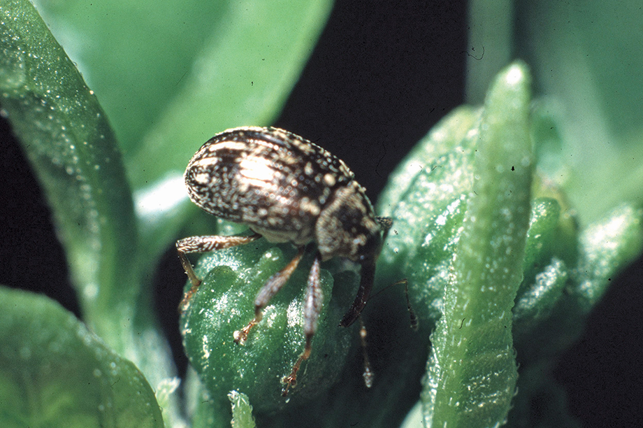 Pepper weevil: sweet peppers, chilli peppers and other Solanaceae are ...