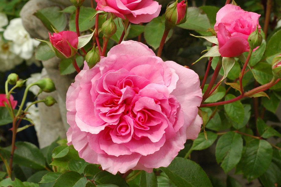 Peter Beales launches two roses for Chelsea | HortWeek