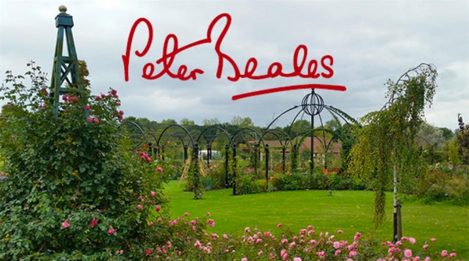 Peter Beales Roses sold: reaction from 7 experts UPDATED | HortWeek