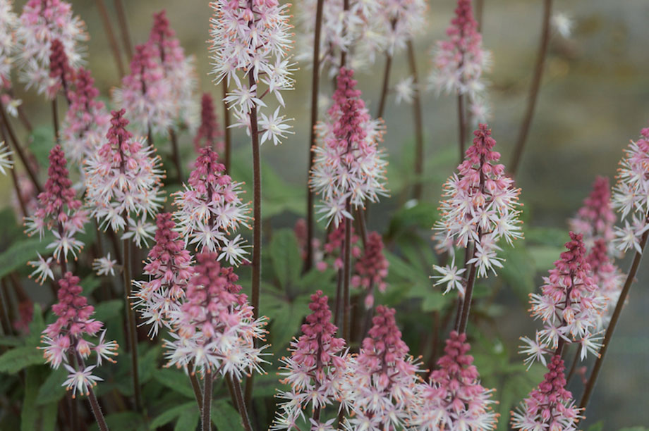Tiarella 'Raspberry Sundae' (Fox Series) | HortWeek
