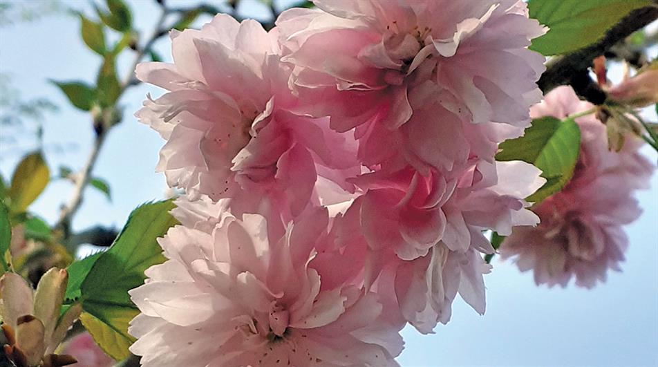 Bob Askew's love affair with flowering cherries: Part One | HortWeek