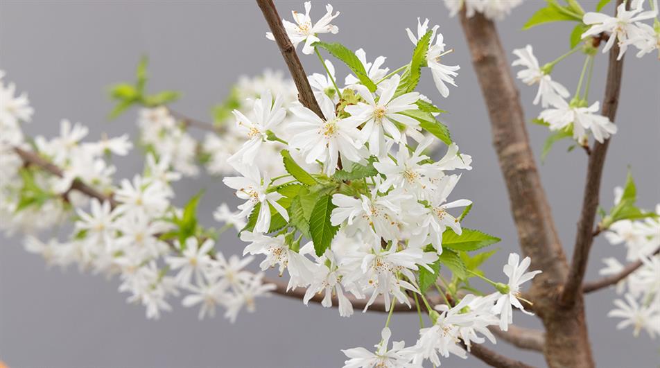 RHS Chelsea 2024 GALLERY: Plant of the Year candidates | HortWeek